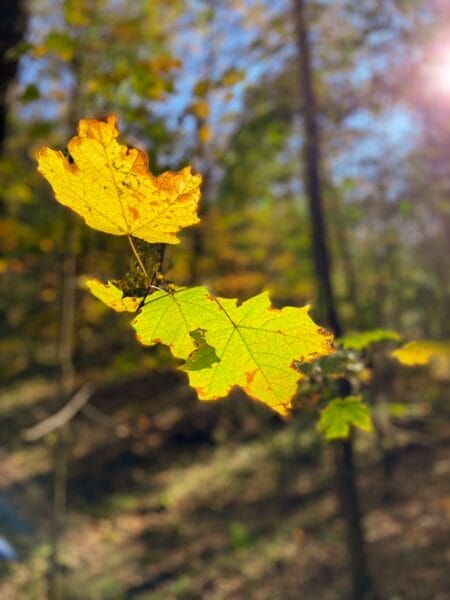 Home Build | Morning Fall Land Tour - MY CHIC OBSESSION